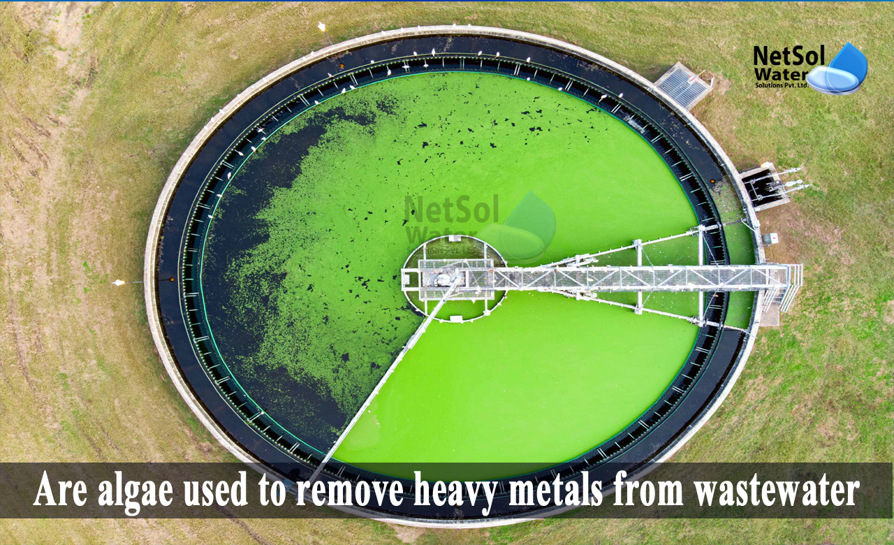 Bioremediation Using Algae Bioremediation Using Algae